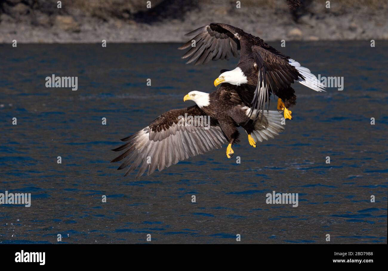 Two bald eagle adults very close together in flight hi-res stock ...