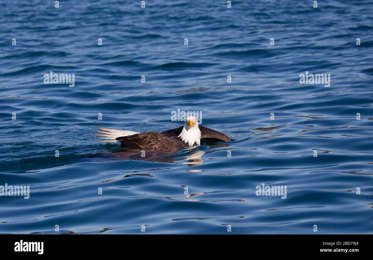 Bald Eagle Adult Floating in Ocean Stock Photo - Alamy