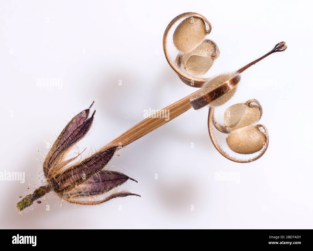 Fruit of Geranium rotundifolium Stock Photo - Alamy