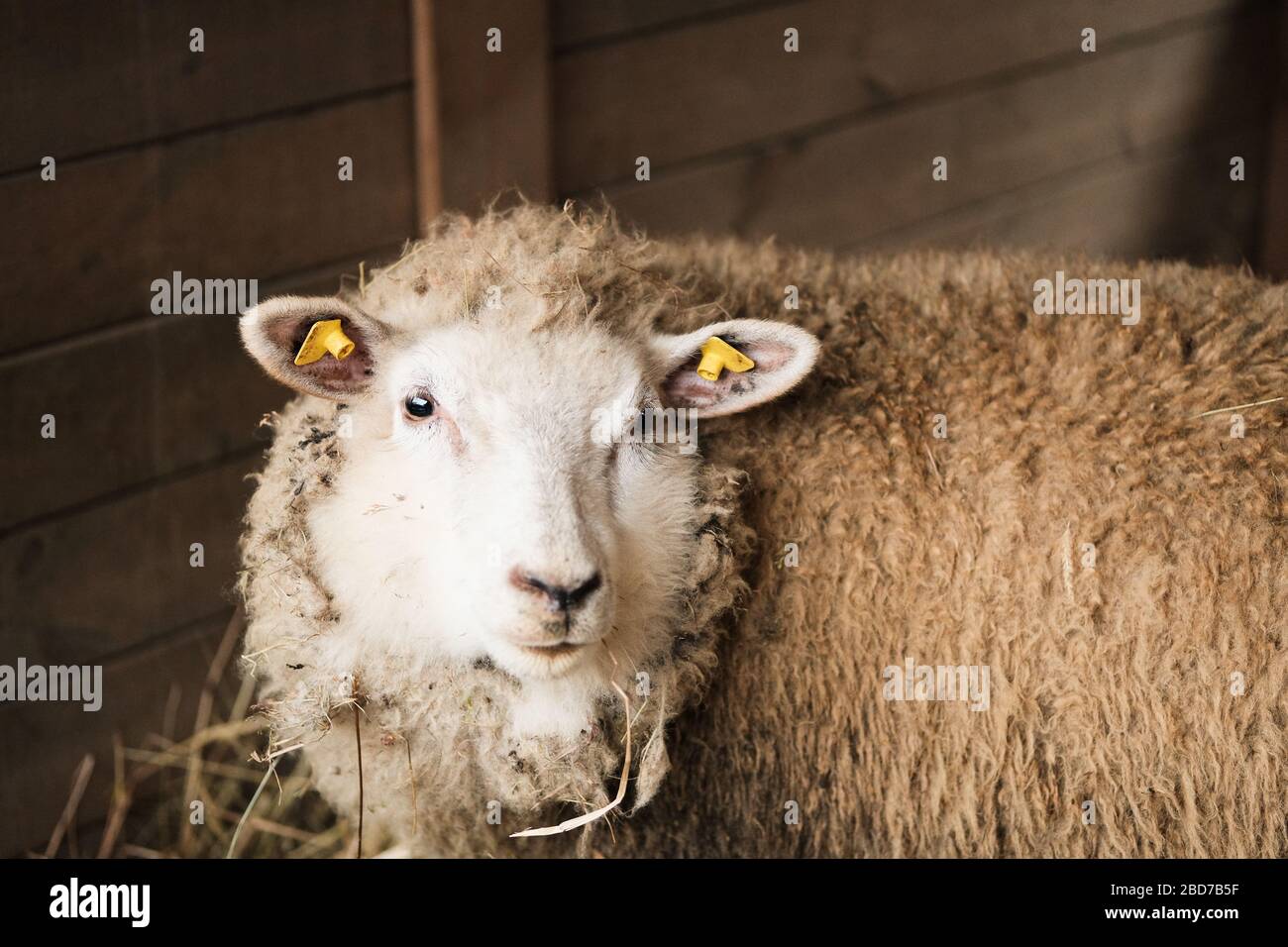 Fluffy sheep hi-res stock photography and images - Alamy