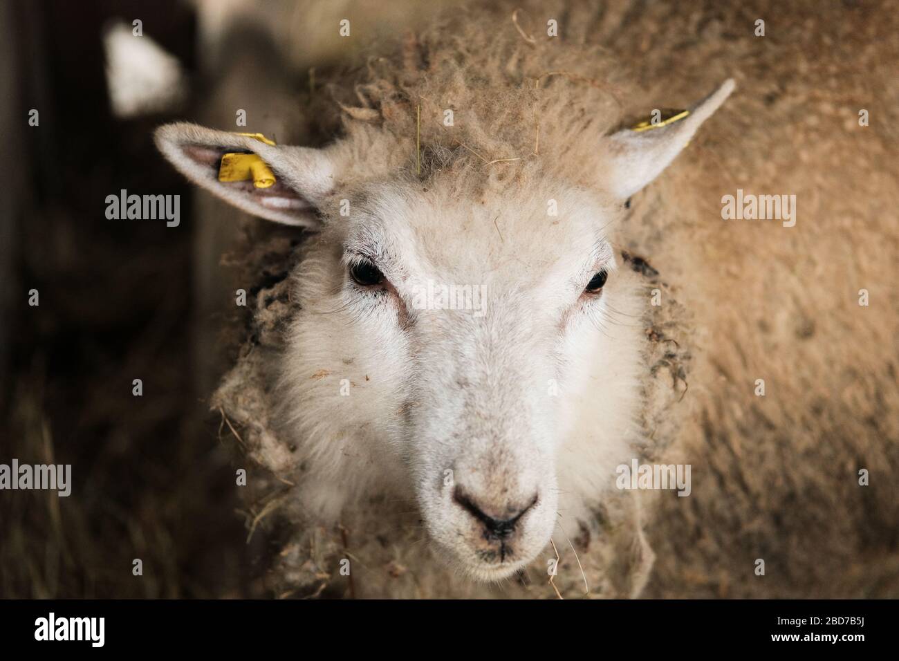 Sheep animal lamb barn cute hi-res stock photography and images - Alamy