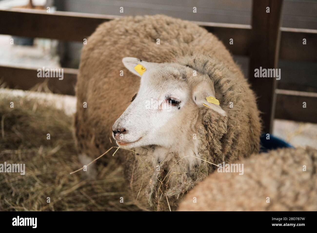Sheep stable hi-res stock photography and images - Alamy