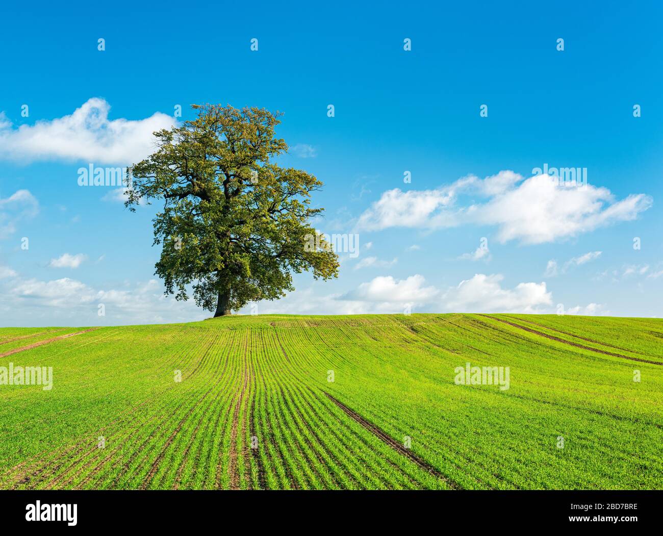 Field oak tree quercus winter oak hi-res stock photography and images ...