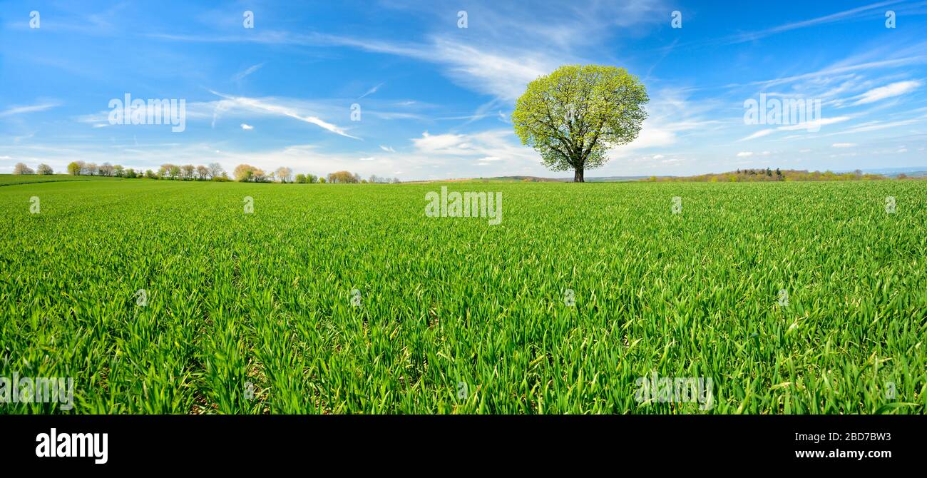 Green field with solitary chestnut tree aesculus hi-res stock ...