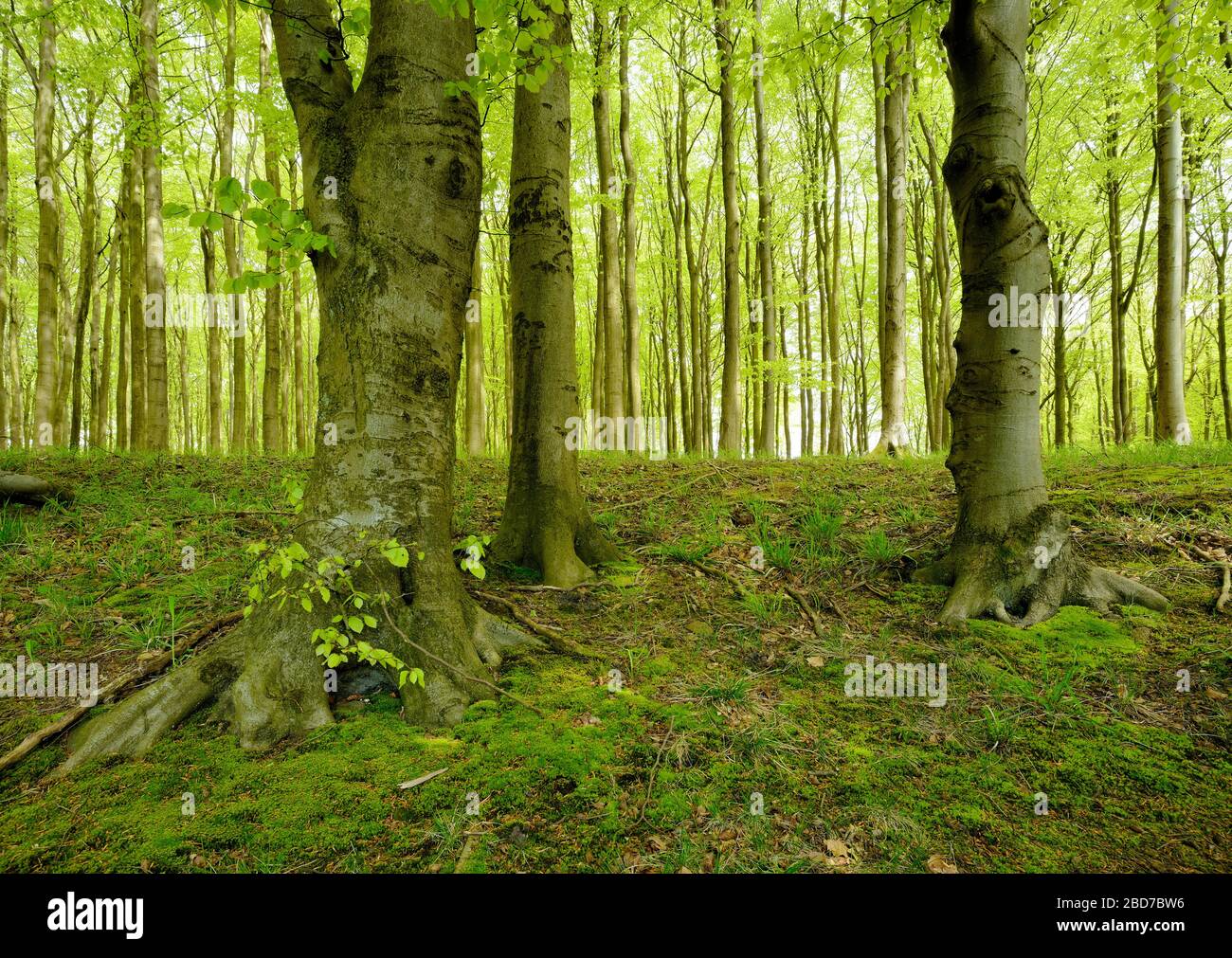Natural Beeches forest (Fagus) in spring, Jasmund National Park, Island ...
