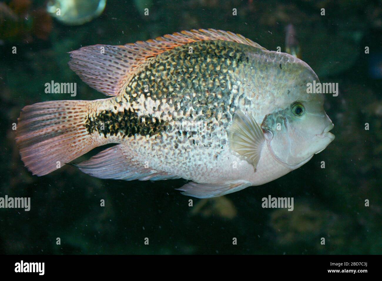 A male fish, (Paratheraps synspilum) in side view Ein männlicher ...