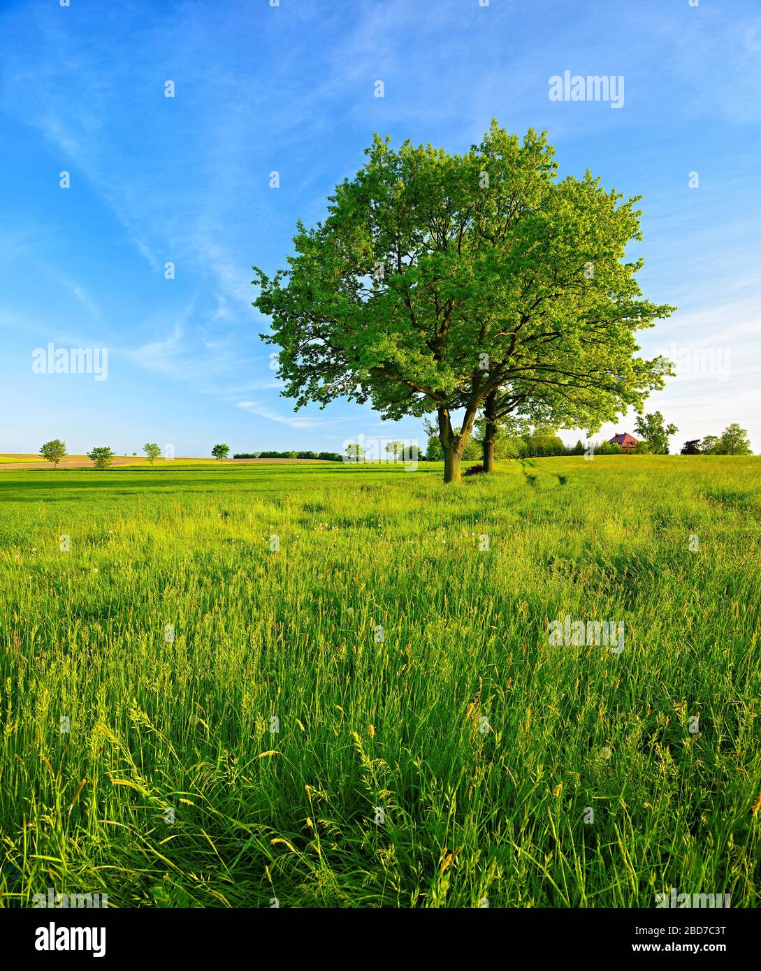 Two oak trees (Quercus Robur) in extensively used high natural meadow ...