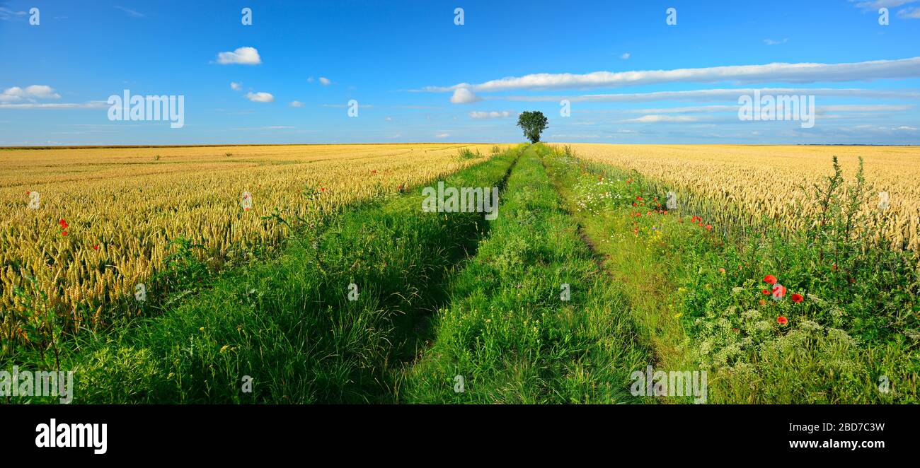 Field Path Through Cultural Landscape High Resolution Stock Photography ...