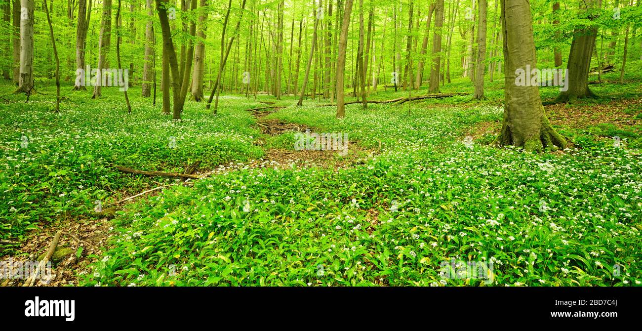 Natural mixed deciduous forest in spring, flowering wild garlic covers ...
