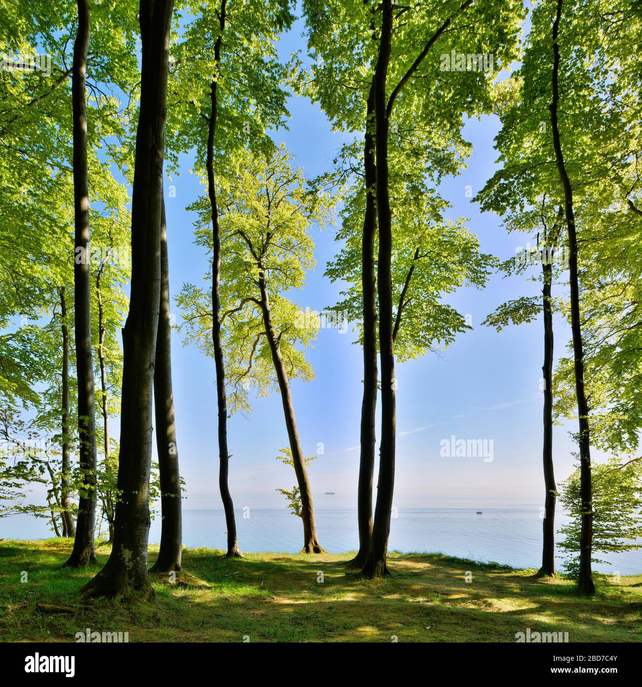 May green beech forest at the Baltic Sea, view through trees from the ...