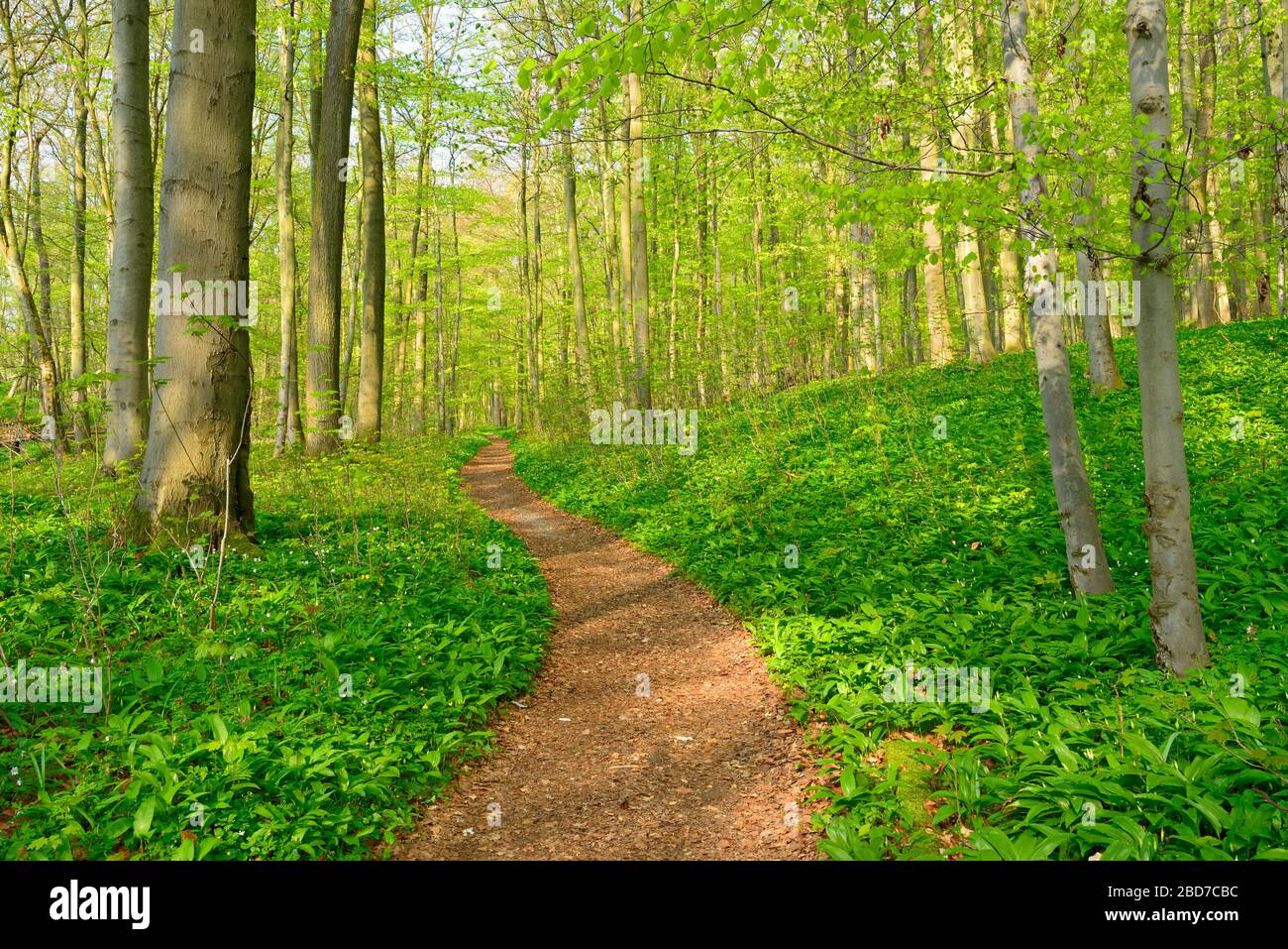 Hiking trail through semi natural beech forest in spring hi-res stock ...