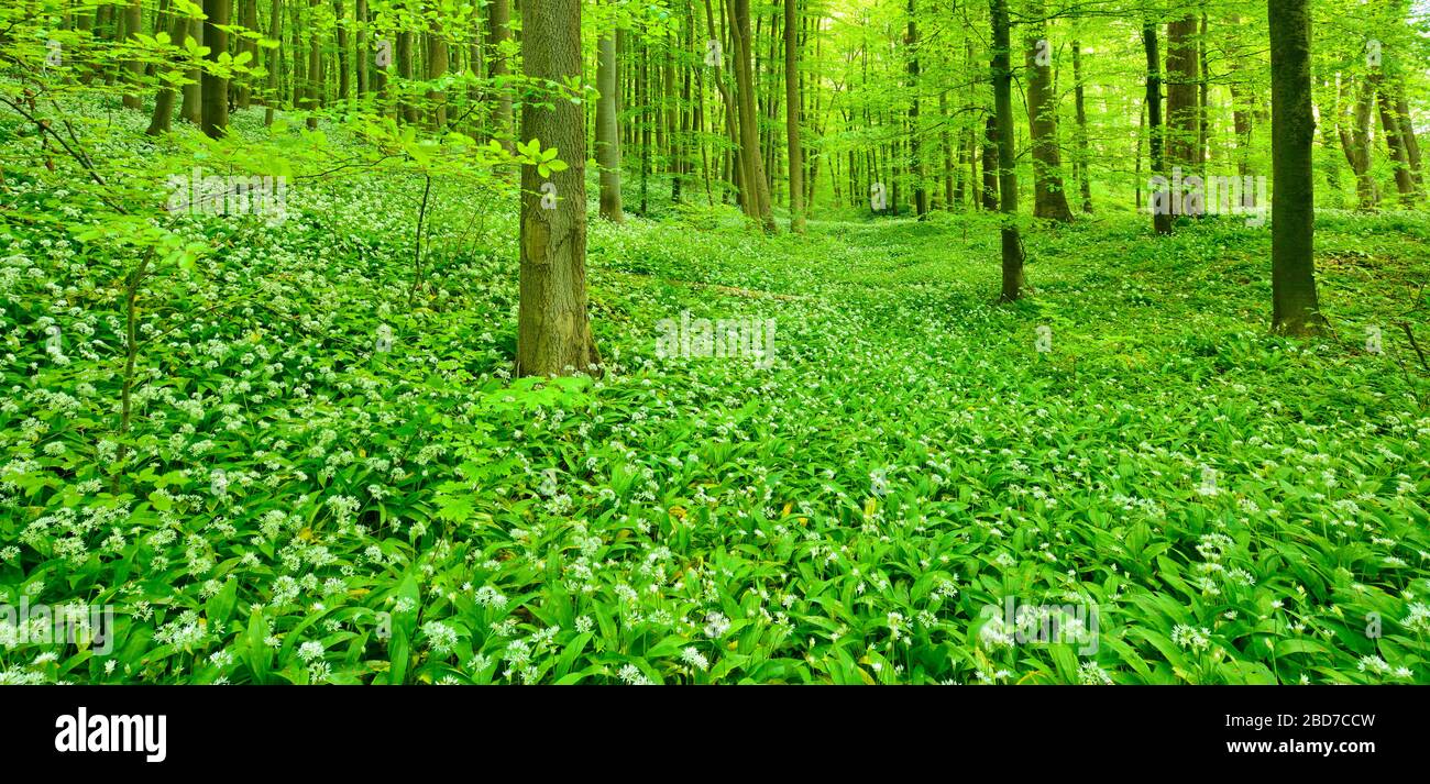 Untouched natural beech forest in spring hi-res stock photography and ...