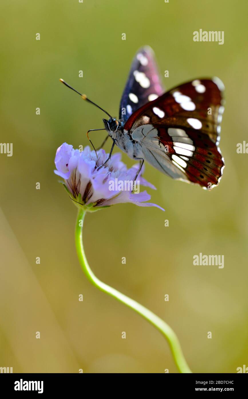 White admiral butterfly hi-res stock photography and images - Alamy