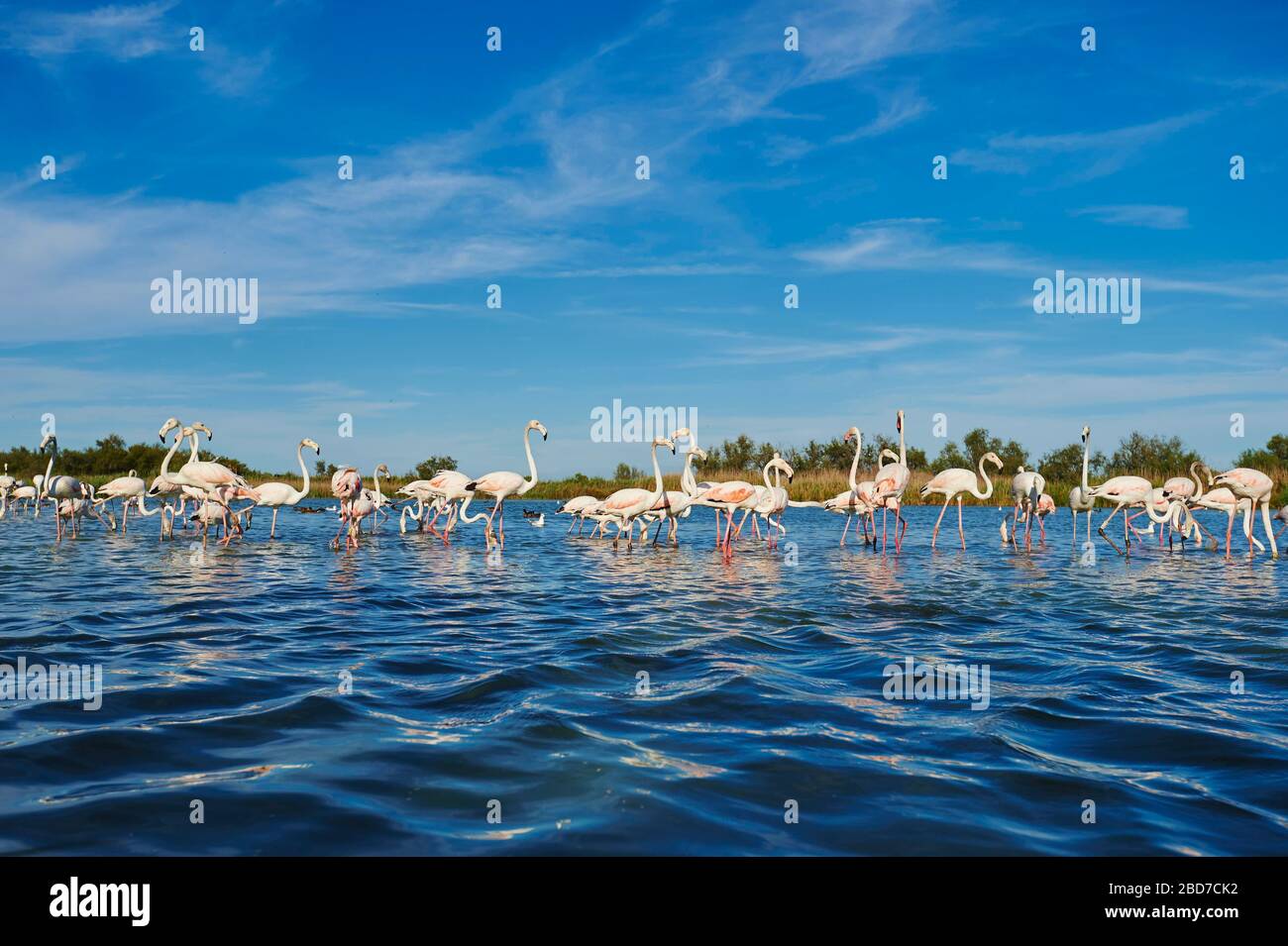 Swarm of Greater flamingos (Phoenicopterus roseus) in water, Saintes ...