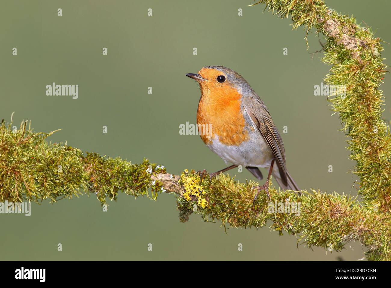 European robin (Erithacus rubecula) sitting on mossy branch, Siegerland ...