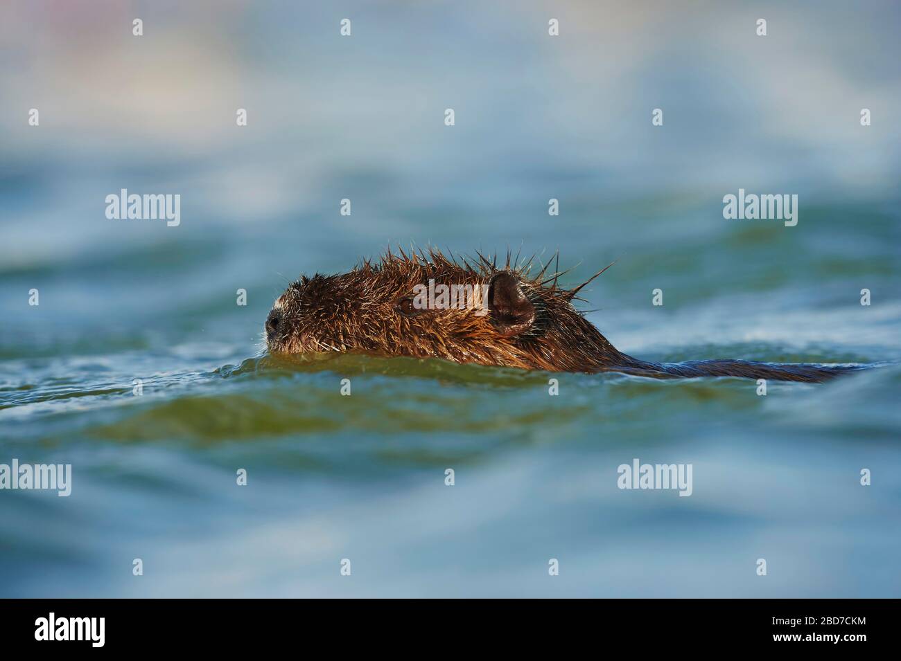 Coypu (Myocastor coypus), young animal swimming in Water, animal ...