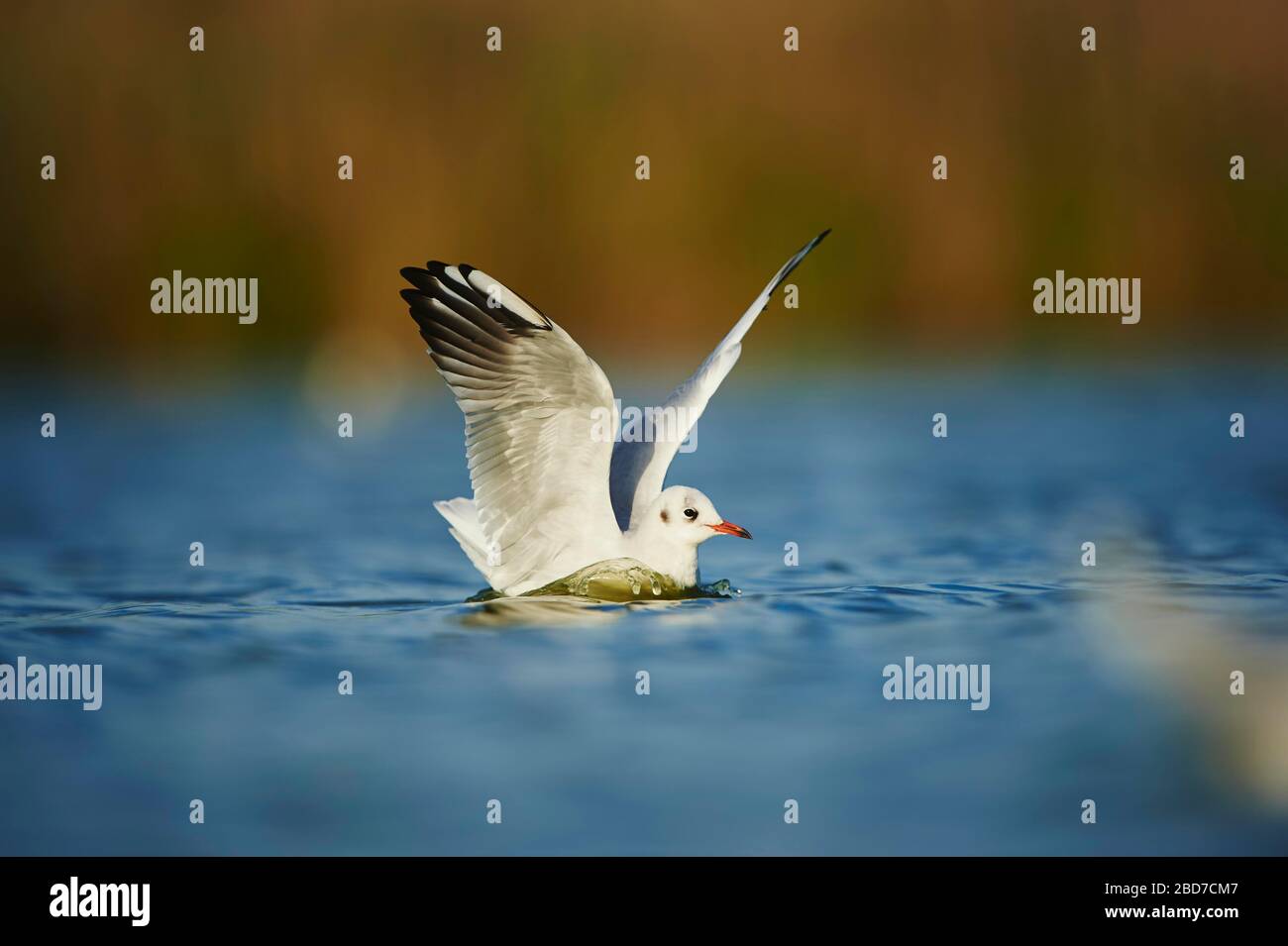 Black-headed gull (Chroicocephalus ridibundus) flaps its wings in water ...