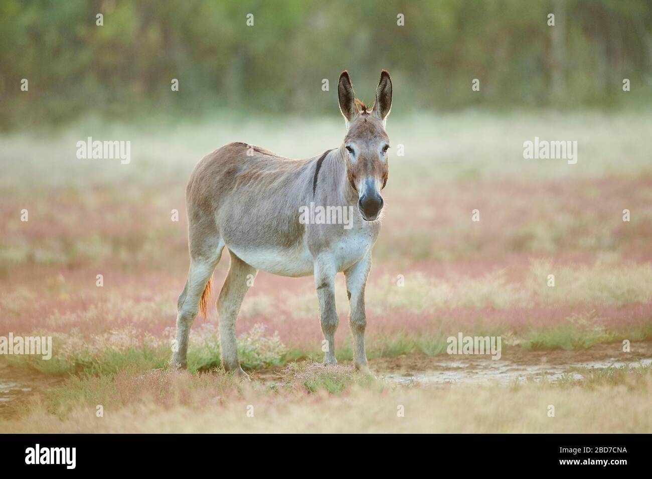 African wild ass (Equus africanus asinus), Camargue, France Stock Photo ...