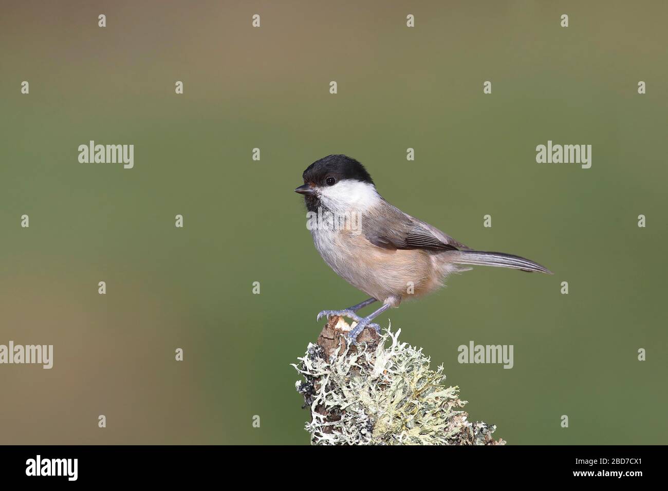 Willow tit (Parus montanus) sitting on lichen covered tree stump, North ...