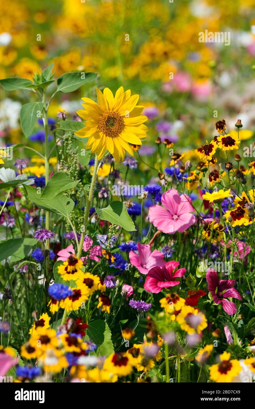 Colourful flower meadow with Sunflower (Helianthus annuus), Germany Stock Photo - Alamy