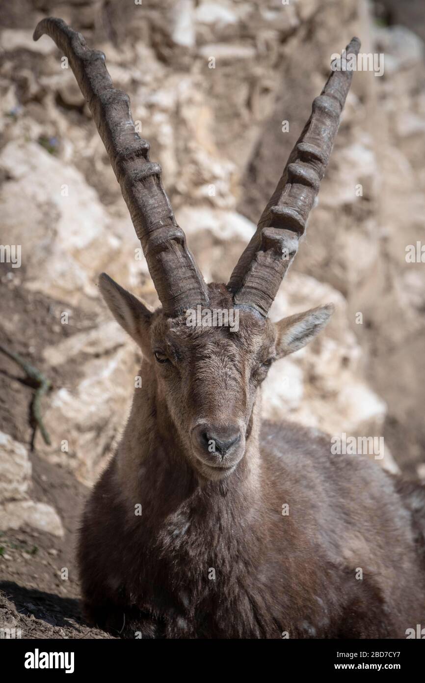 Captive ibex hi-res stock photography and images - Alamy