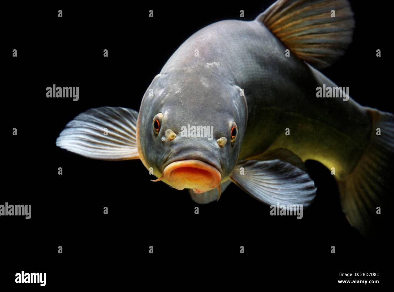 Tinca tinca hi-res stock photography and images - Alamy