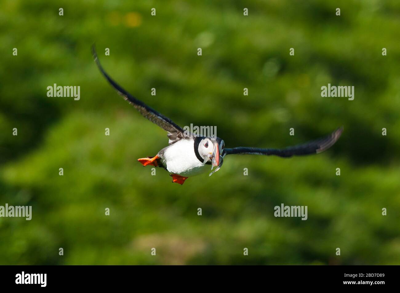 Puffin (Fratercula arctica), flying with prey fish in the beak, Iceland ...