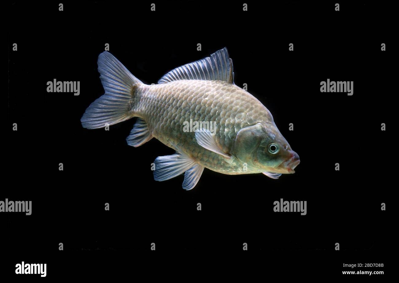 Crucian carp hi-res stock photography and images - Alamy