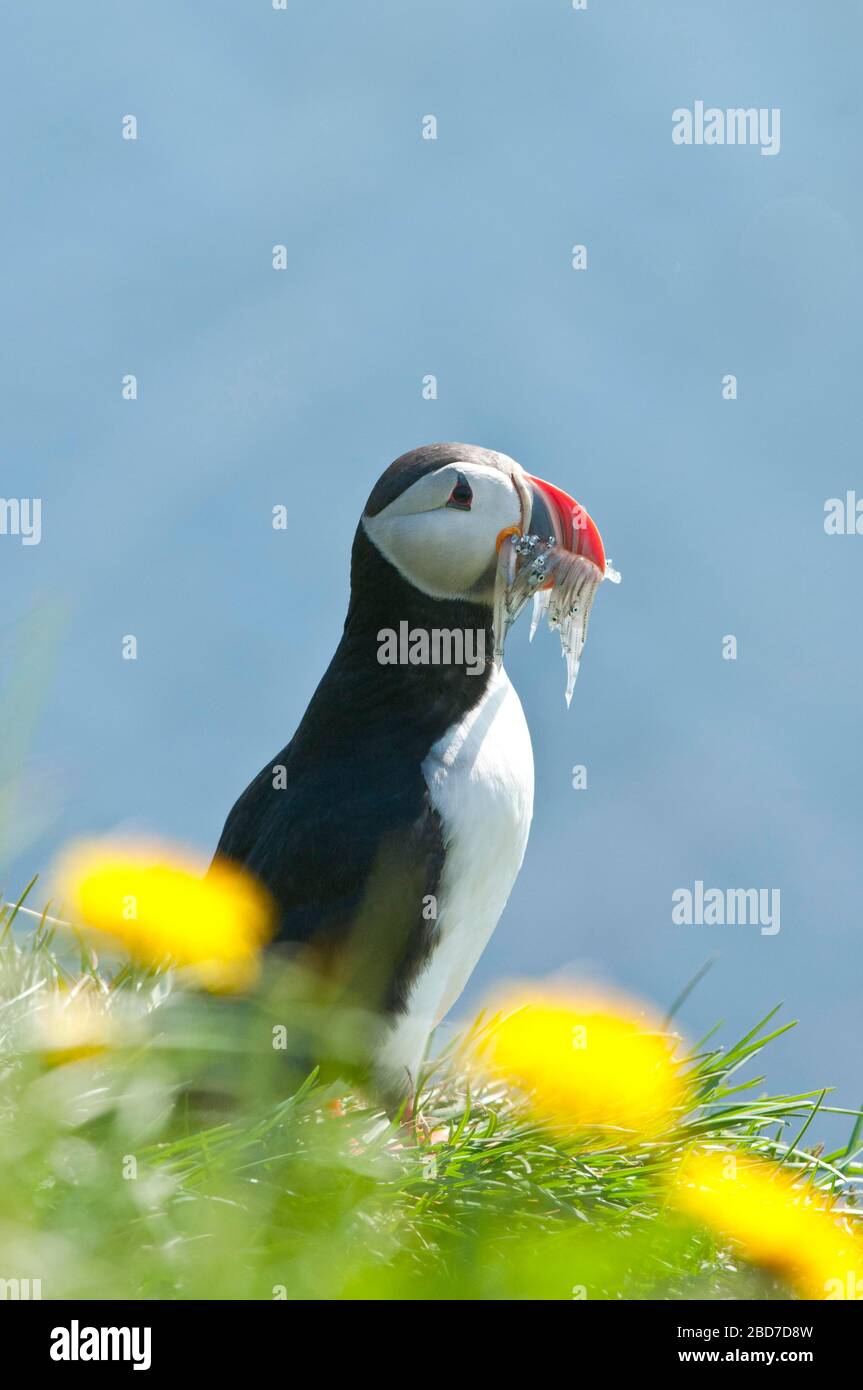 Standing in the grass with prey fish in the beak hi-res stock ...