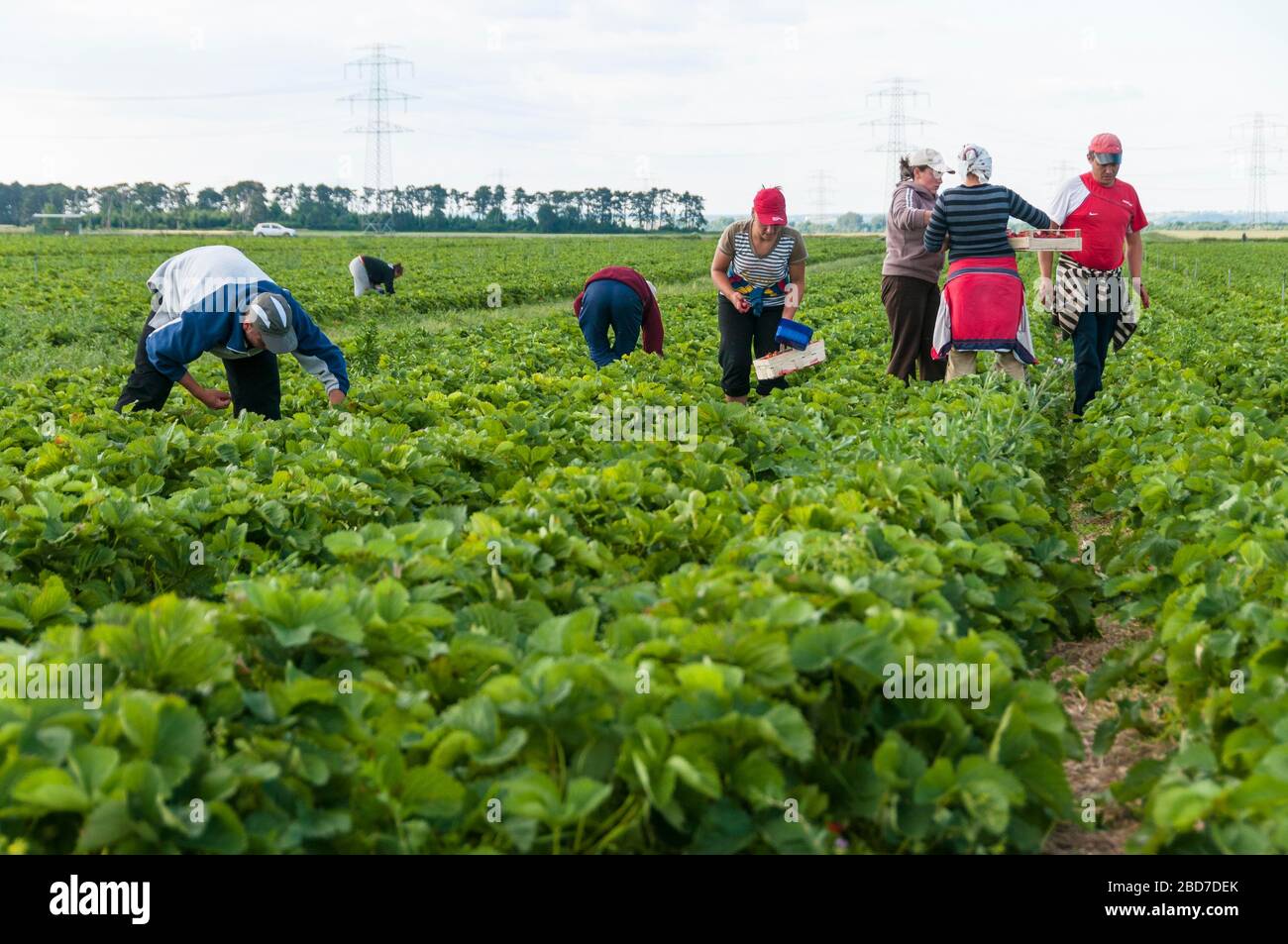 Picking fruit farm workers hi-res stock photography and images - Alamy