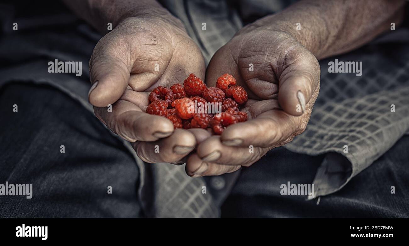 Raspberry in palm old senior man. Closeup cropped image of experienced ...