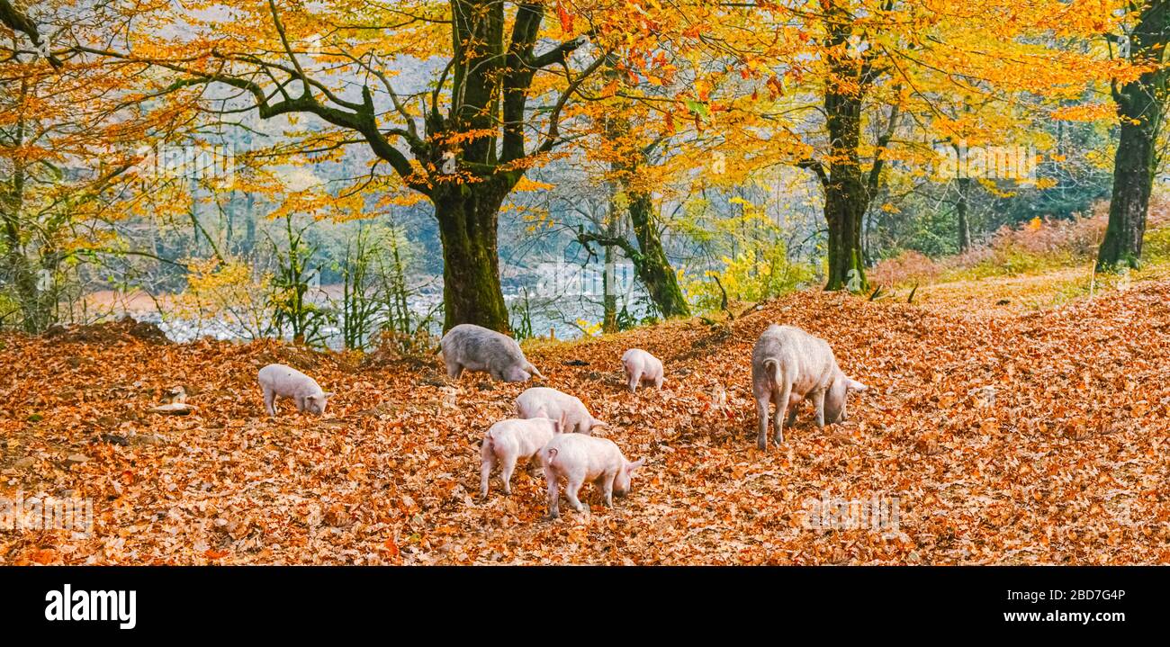 family of little piglets Stock Photo - Alamy