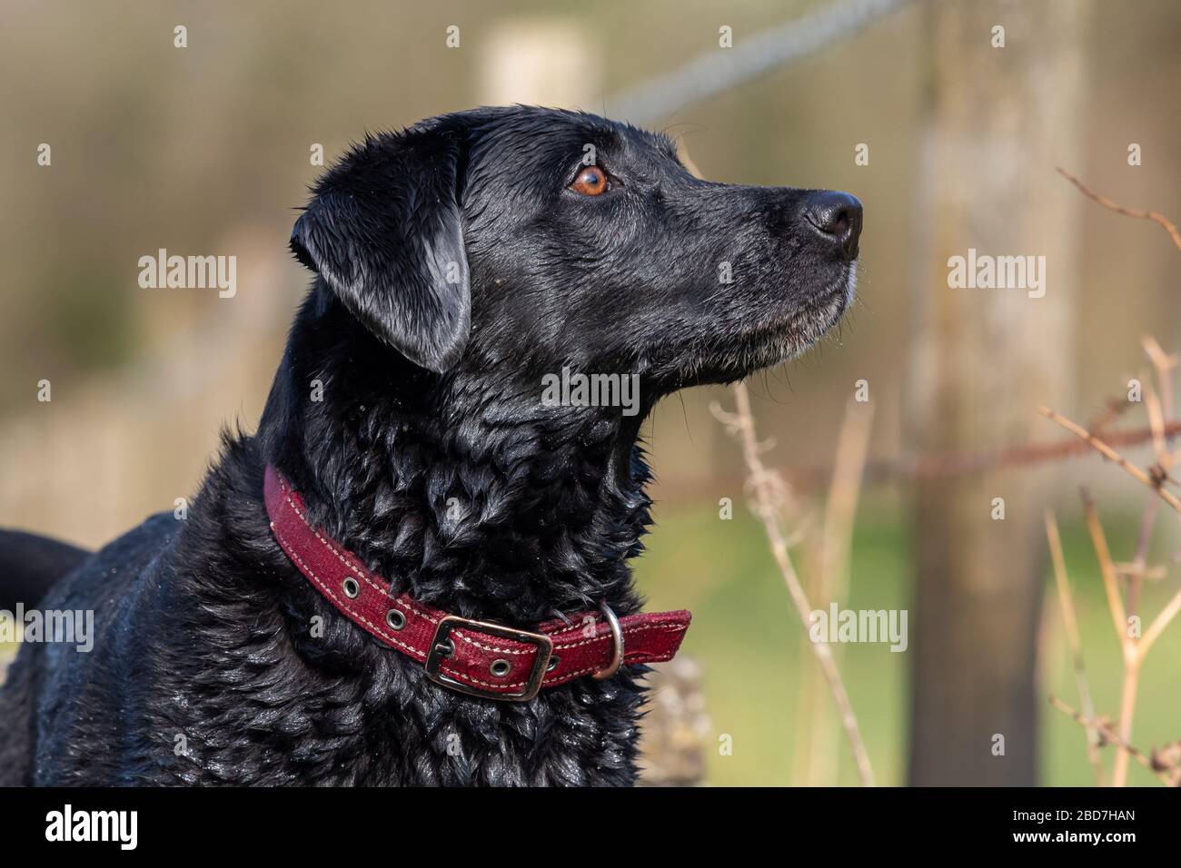 Side view of a wet black Labrador Stock Photo - Alamy