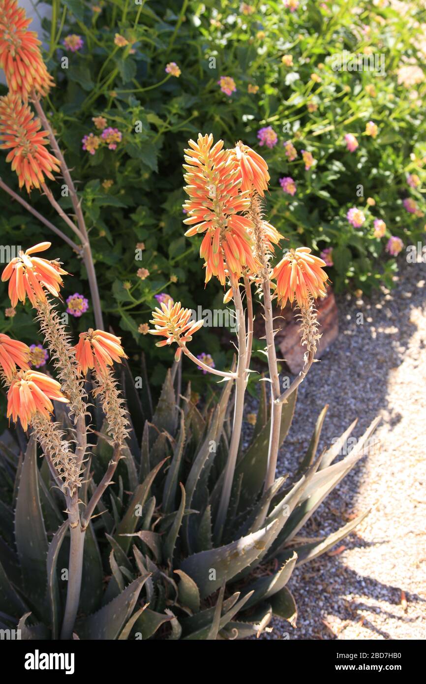 Red aloe vera hi-res stock photography and images - Alamy