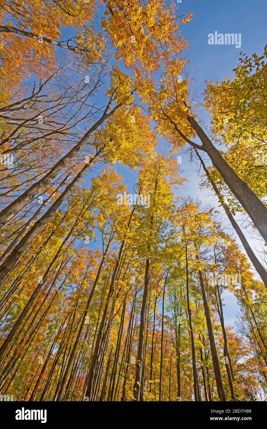 Majestic Canopy Colors in the Fall in the Louis M Groen Nature Preserve ...