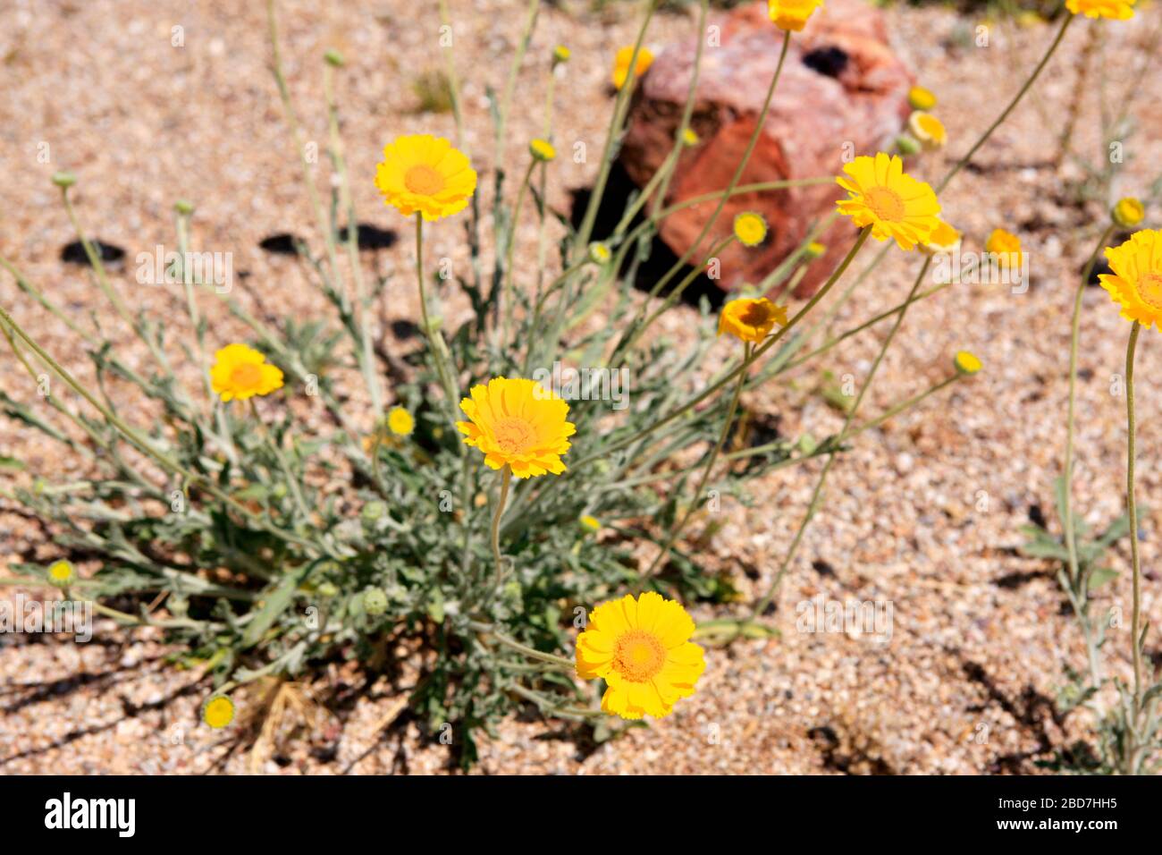 Desert Marigold - Baileya Muliradiata. A sun-loving native to the ...