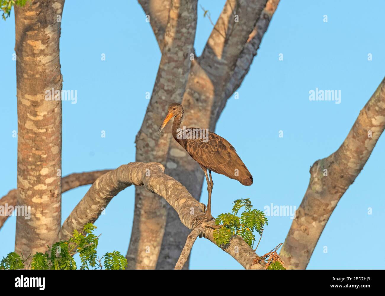 Limpkin In a Pantanal Tree in Pantanal National Park in Brazil Stock ...