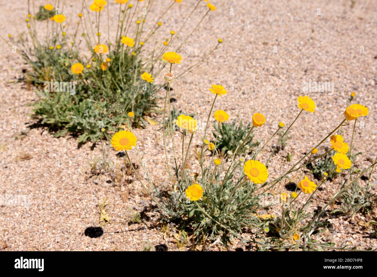 Desert Marigold - Baileya Muliradiata. A sun-loving native to the ...