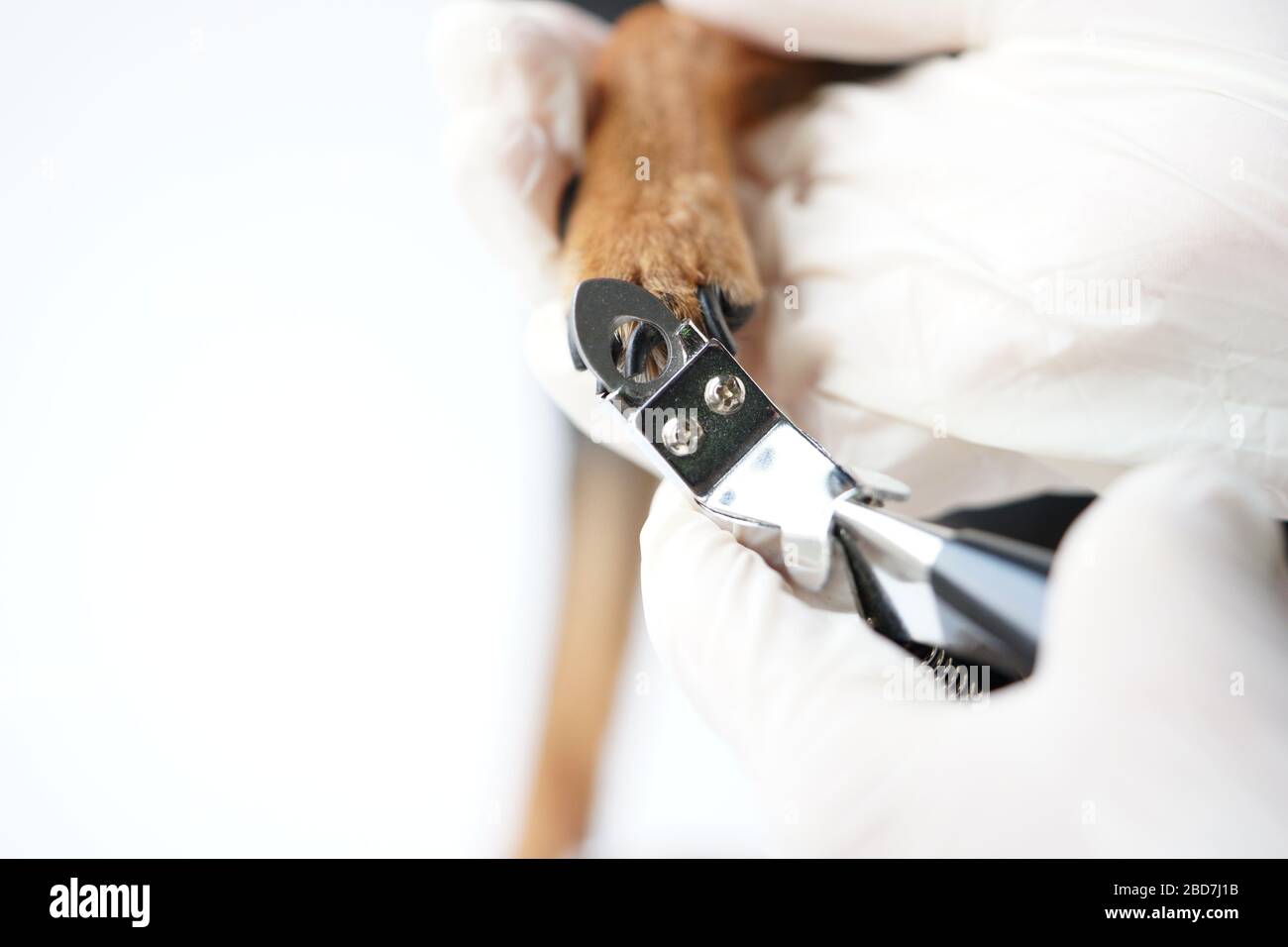 The paw of a dog in the hands of a veterinarian for safe professional ...