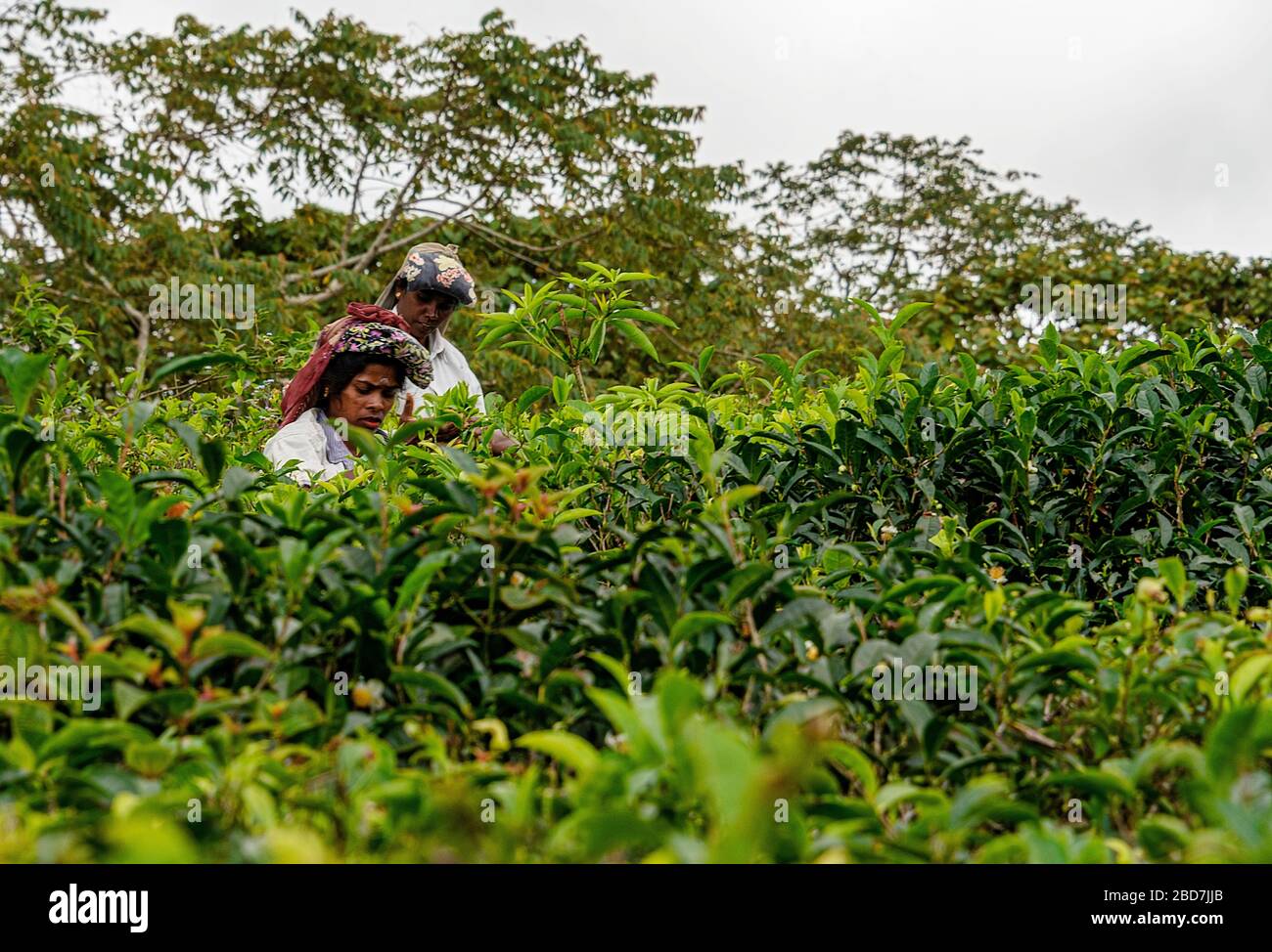 Sri lanka, Sept 2015: Tea being picked by hand using traditional ...