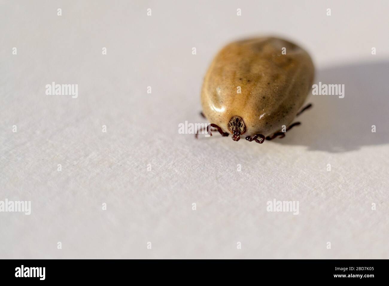 Ixodid castor bean tick full of blood closeup photo Stock Photo - Alamy