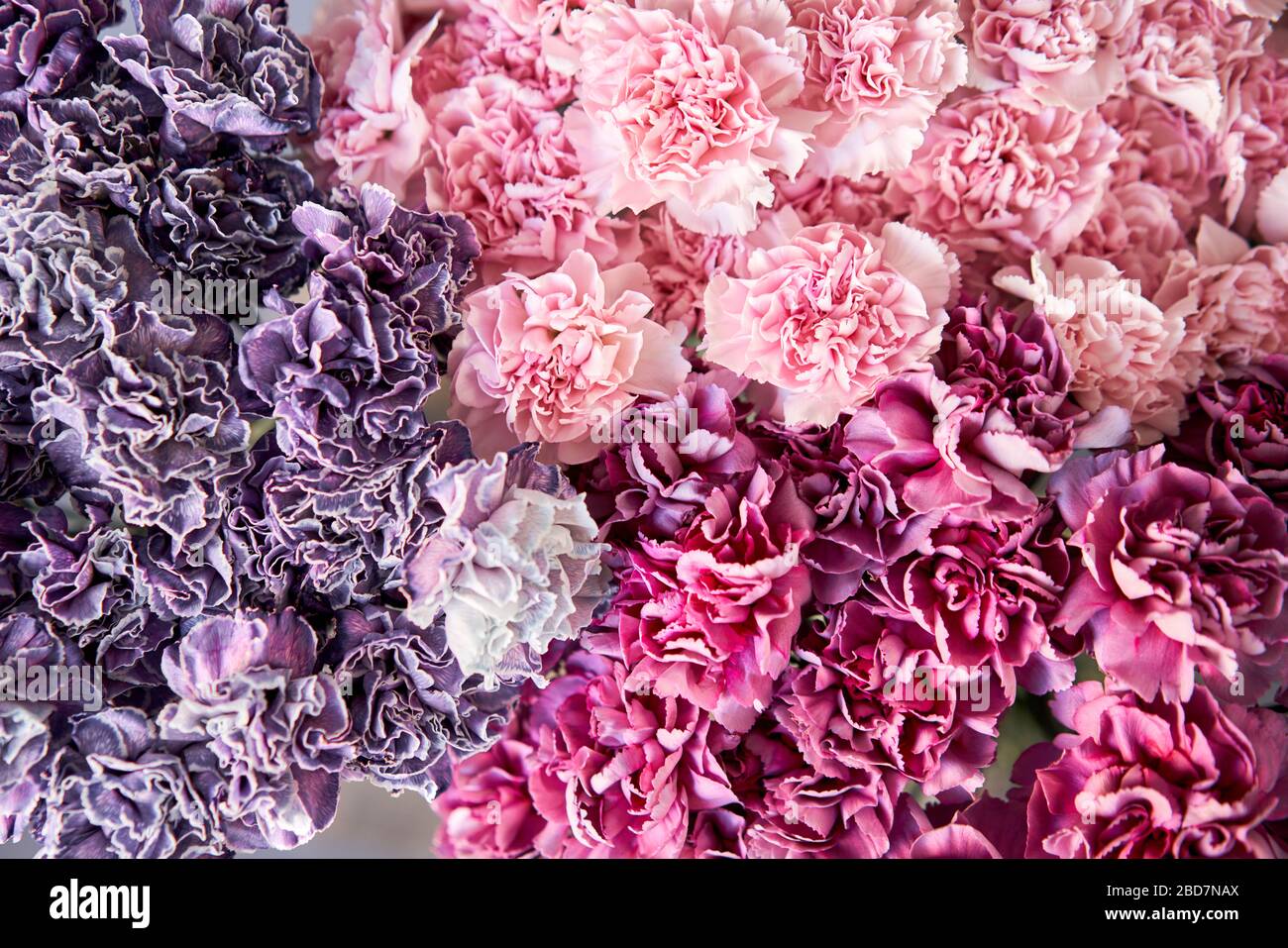 Closeup Bunches of carnation flowers different varieties in vases ...
