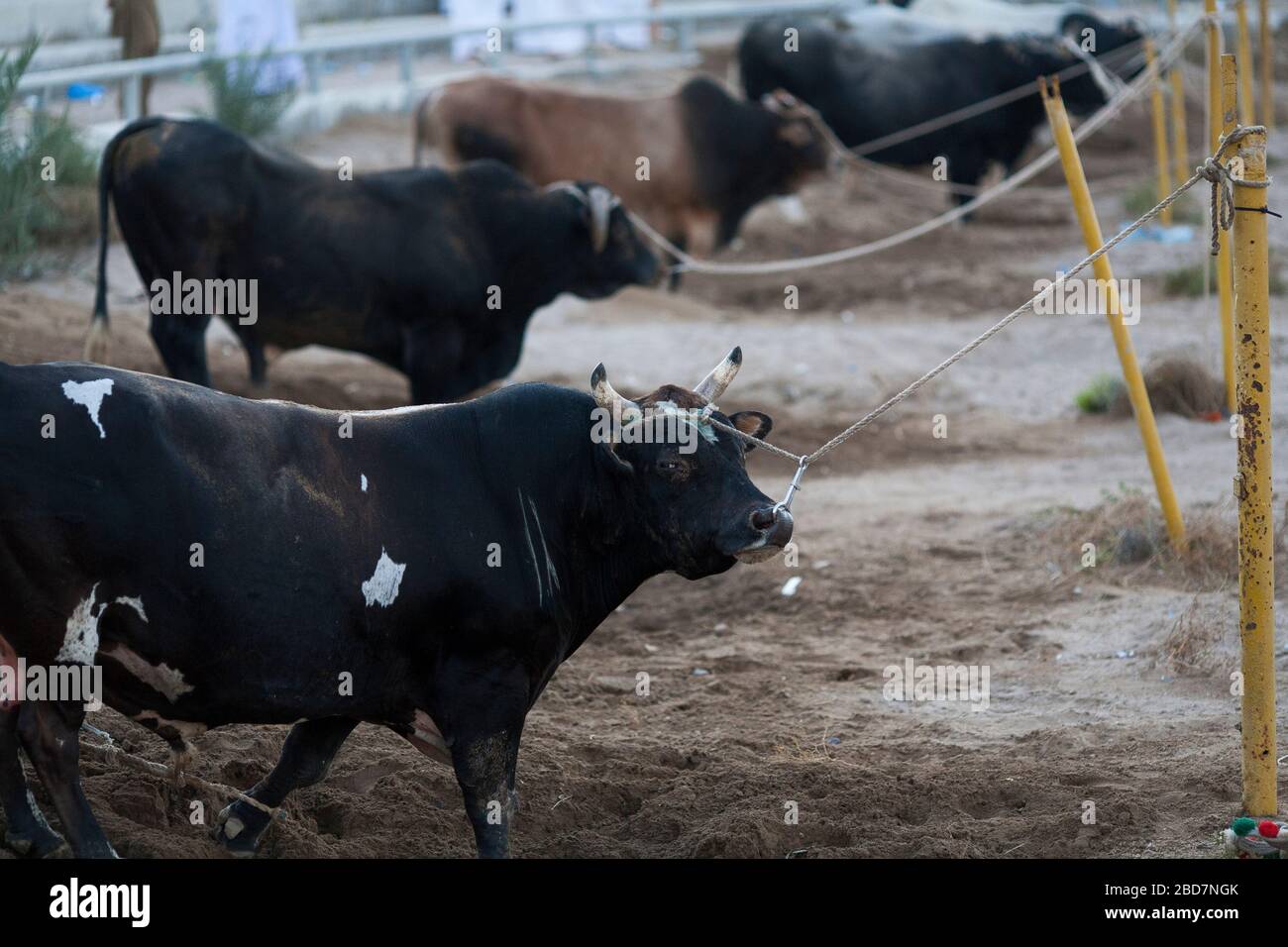 Middle east adventure travel hi-res stock photography and images - Alamy