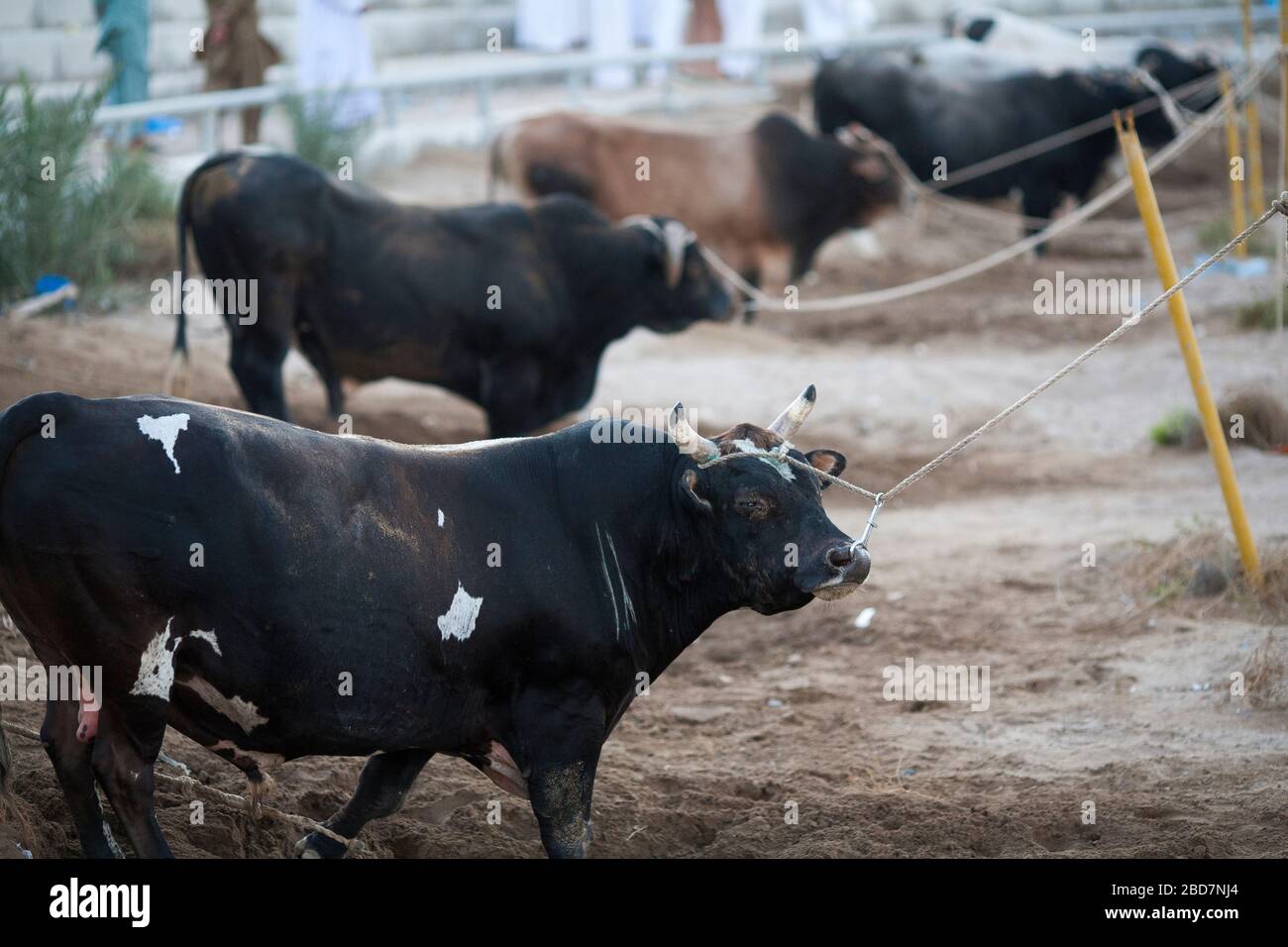 Bull fighting hi-res stock photography and images - Alamy