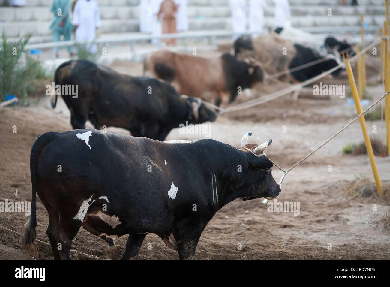 Bull fighting action between the big prize winning brahmin bulls at the ...