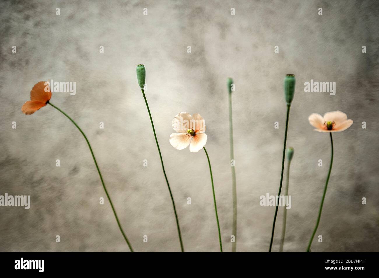 Flowers growing in different directions Stock Photo - Alamy