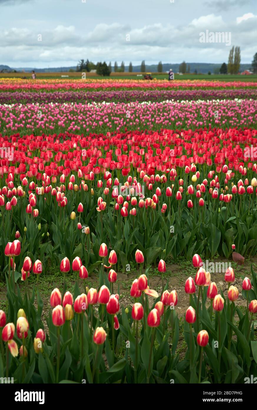 Skagit valley tulip festival hi-res stock photography and images - Alamy