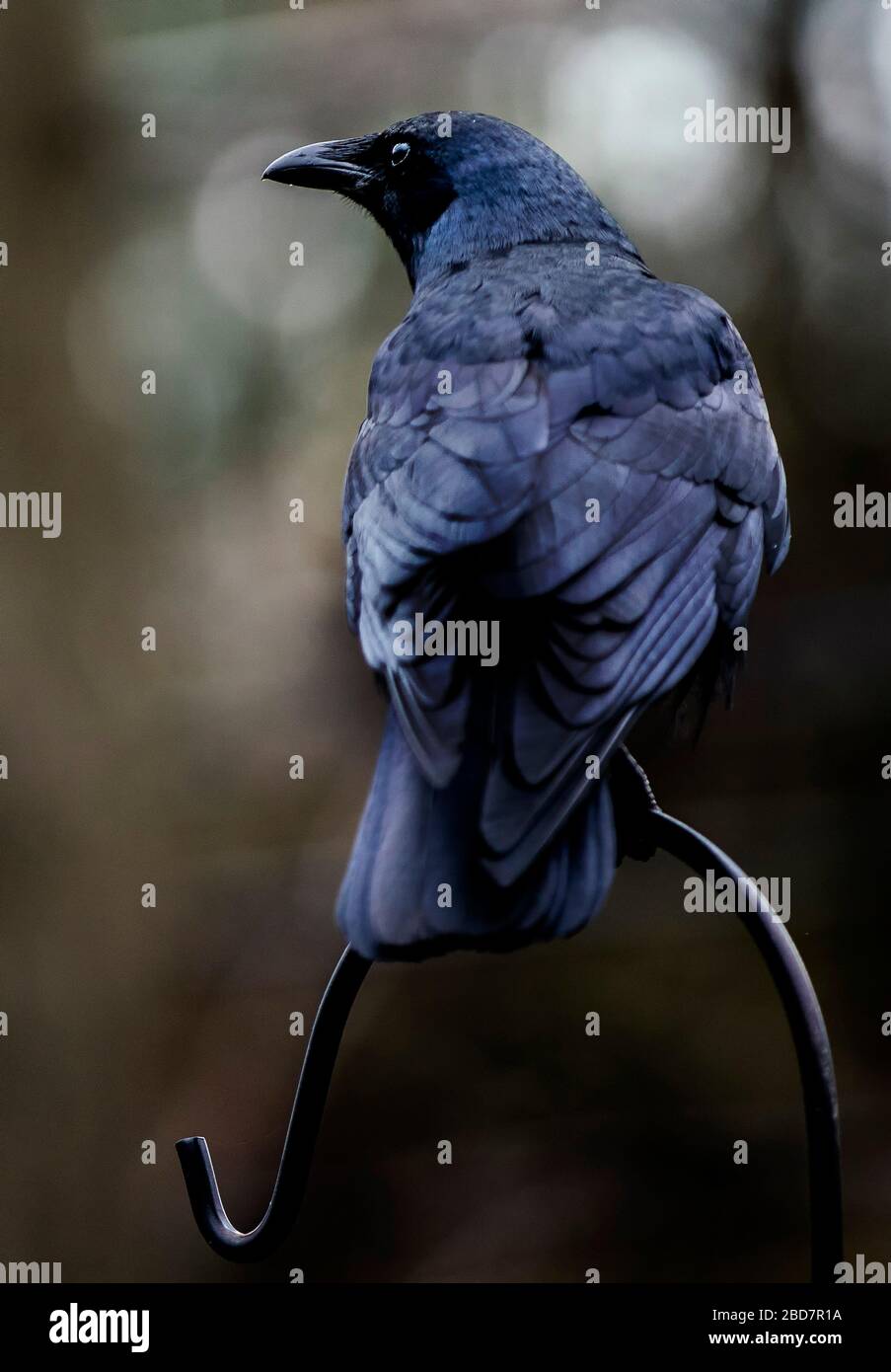 Big black bird Stock Photo - Alamy