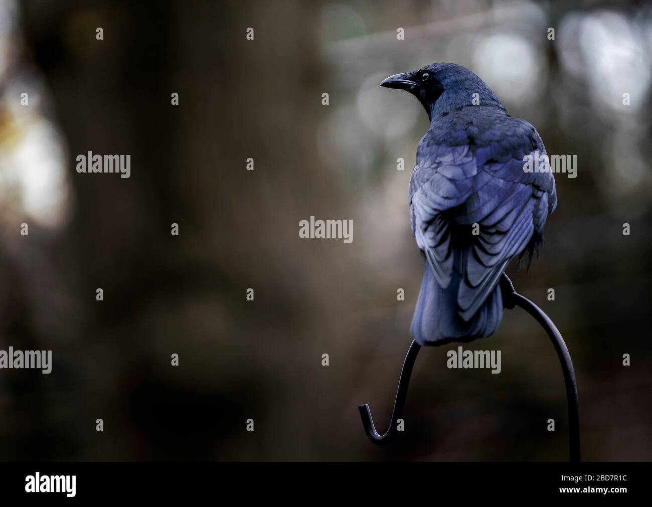 On the lookout Stock Photo - Alamy