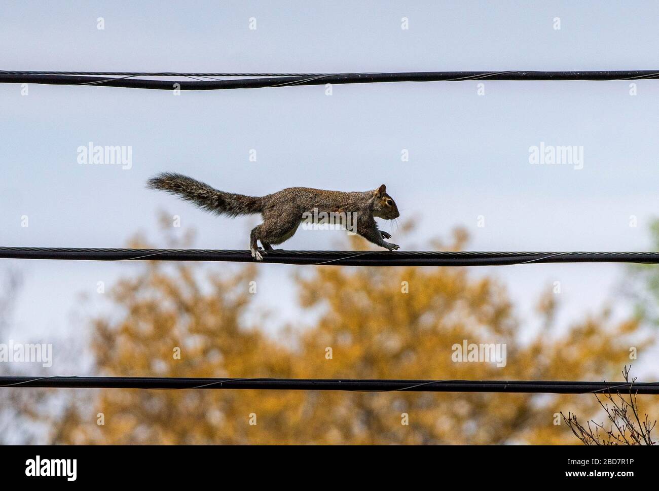 Squirrel on wire hi-res stock photography and images - Alamy